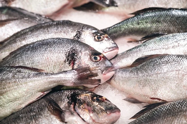 Tilápia proibida? Entenda a polêmica após a inclusão do peixe na lista ...